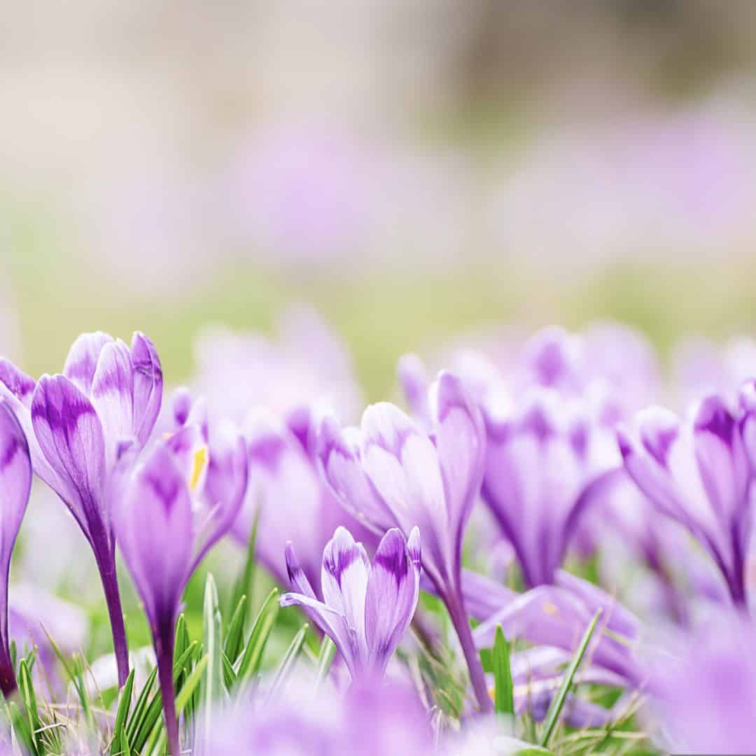 Spiritual Meaning of Spring Equinox: What Does this Season Represent ...